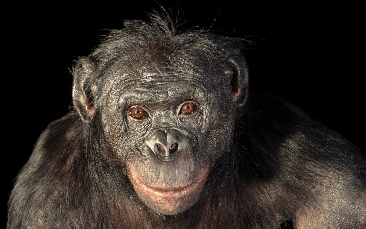 Вчені довели, що мутації у генах відбуваються не випадково ...